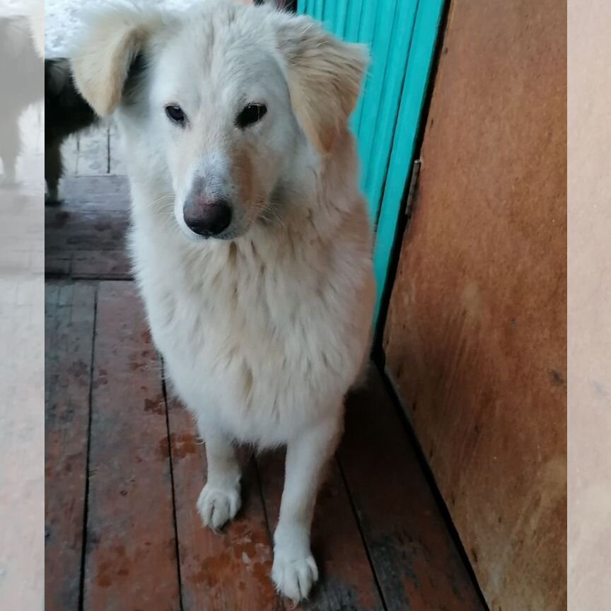 Взрослая собака в добрые руки