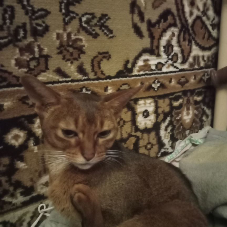 Абиссинская кошка отдам