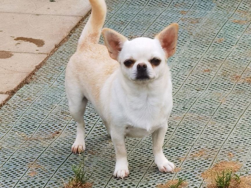 Чихуа девочка 3 года в семью