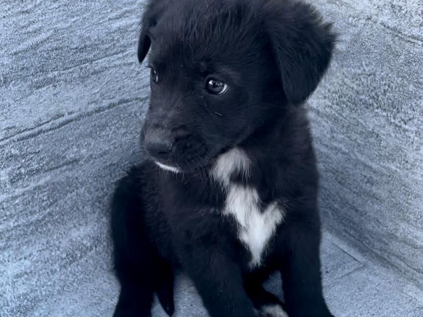 Щенок в добрые руки