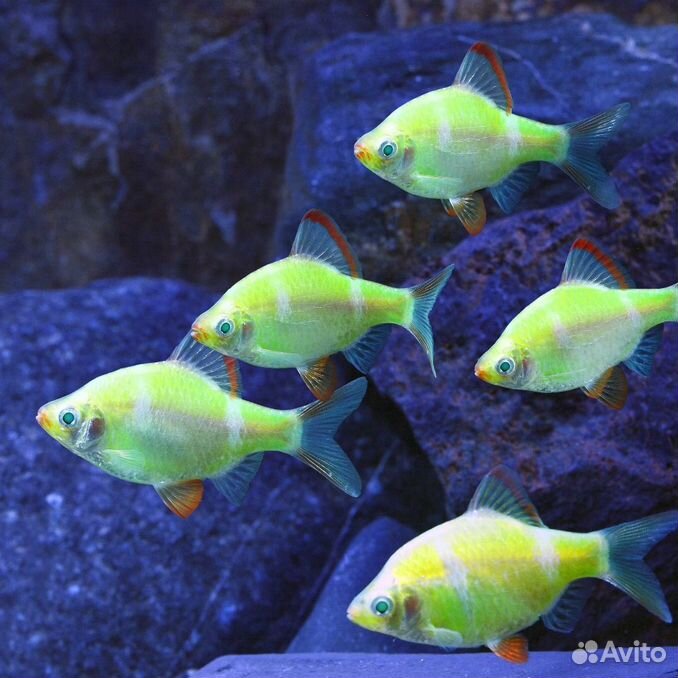 Барбус зеленый