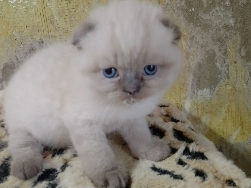 Котята породы хайленд -фолд Окрас колорный