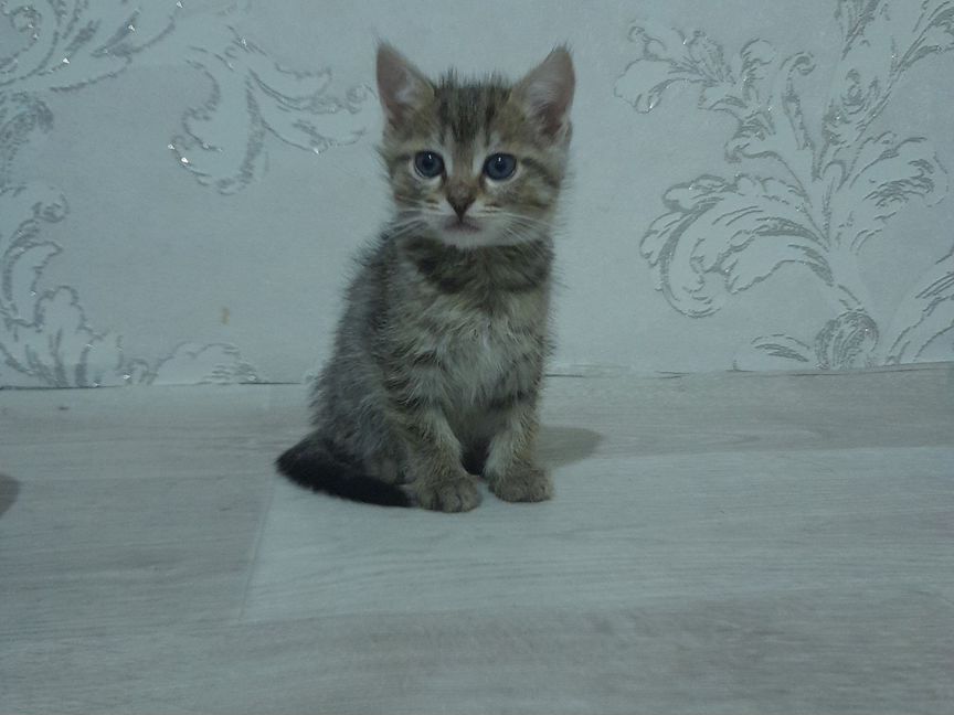 Котята