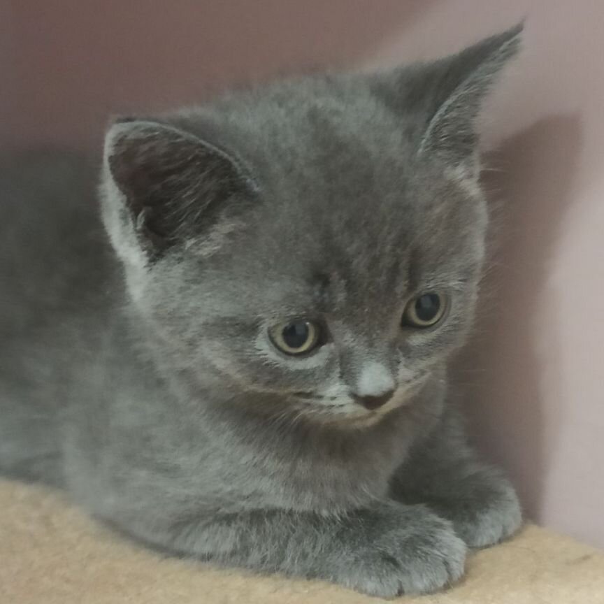 Шотландский прямоухий короткошёрстный котёнок