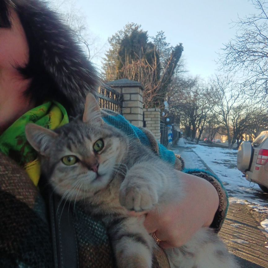 Котик ищет дом