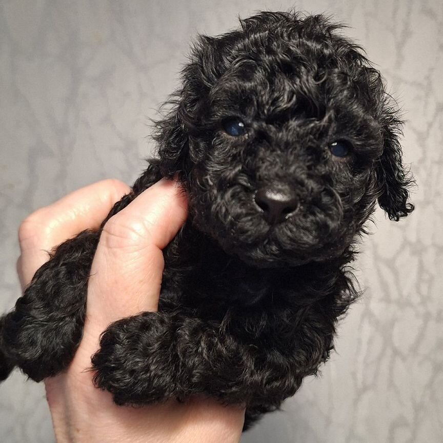 Той-пудель, щенок