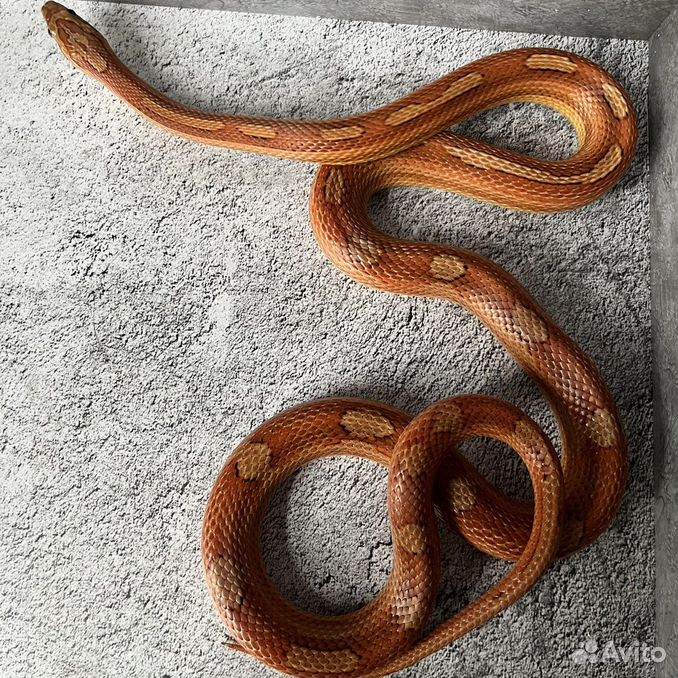 Змея маисовый полоз