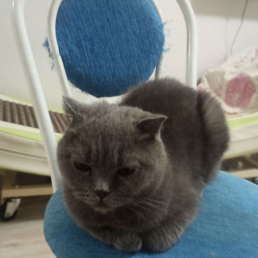 Шотланская кошечка