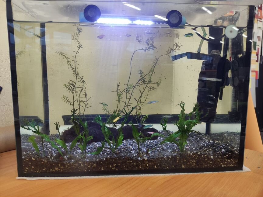 Аквариум с рыбками бесплатно