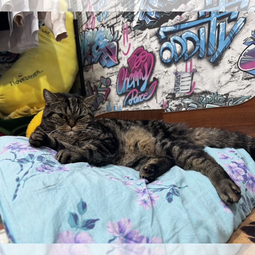 Отдам кота в добрые руки бесплатно