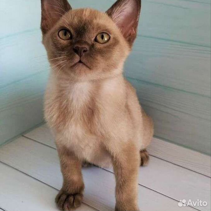 Бурманские котята клубные