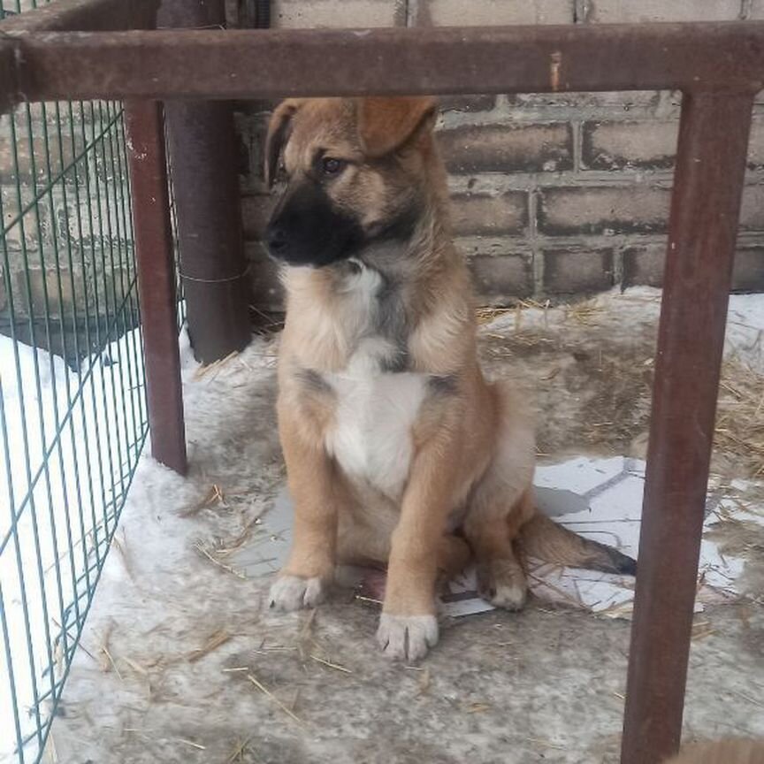 Щенок в добрые руки