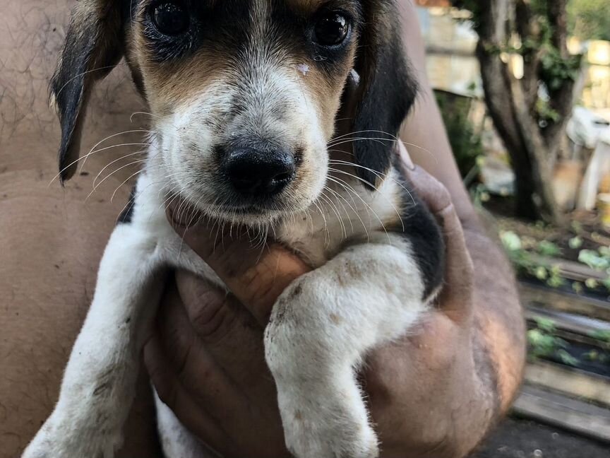 Щенок эстонской гончей