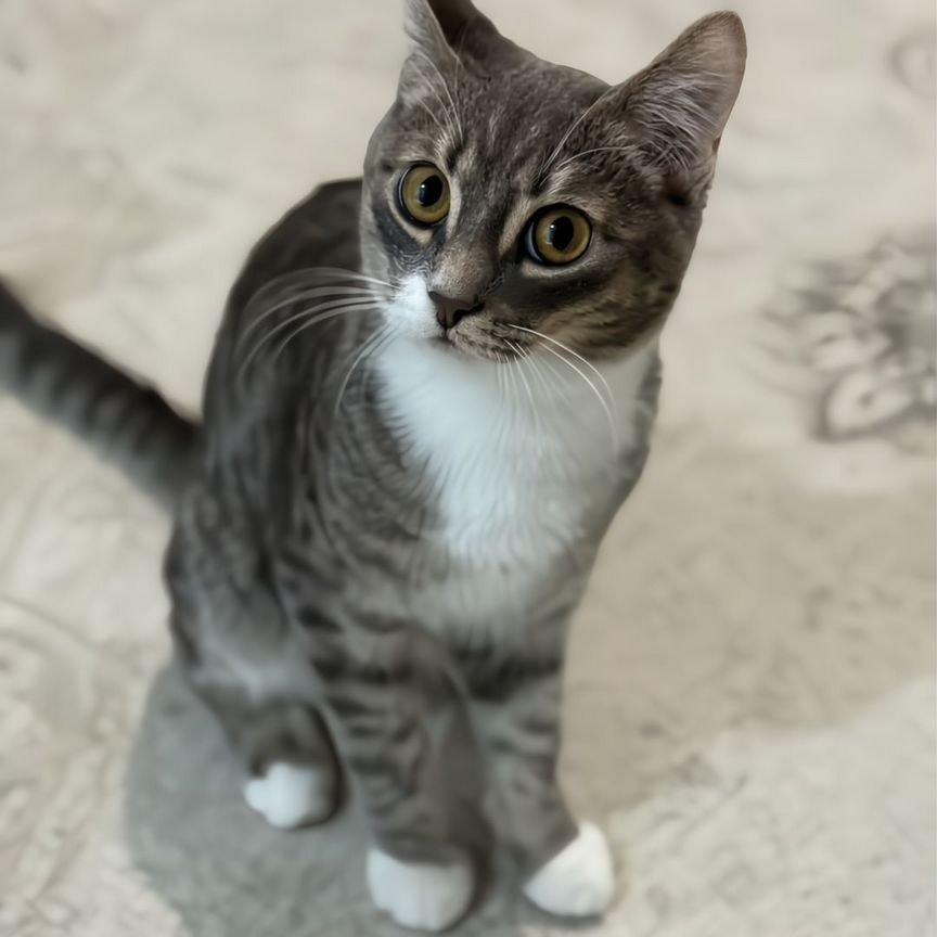 Котёнок в добрые руки