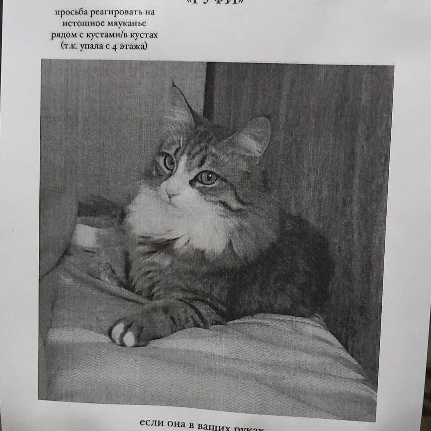 Упала с 4 этажа. Ищут хозяева