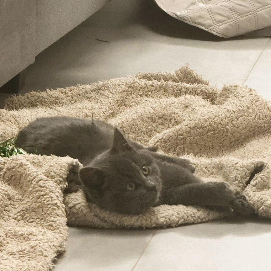 Котенок в добрые руки