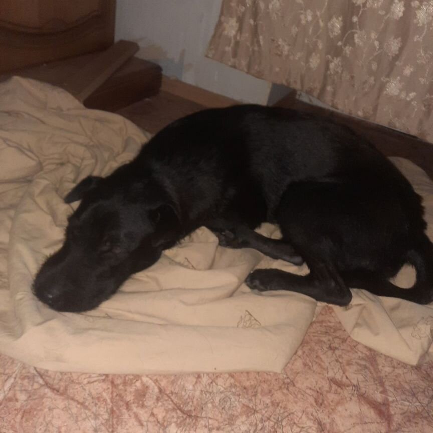 Собака в добрые руки отдам бесплатно