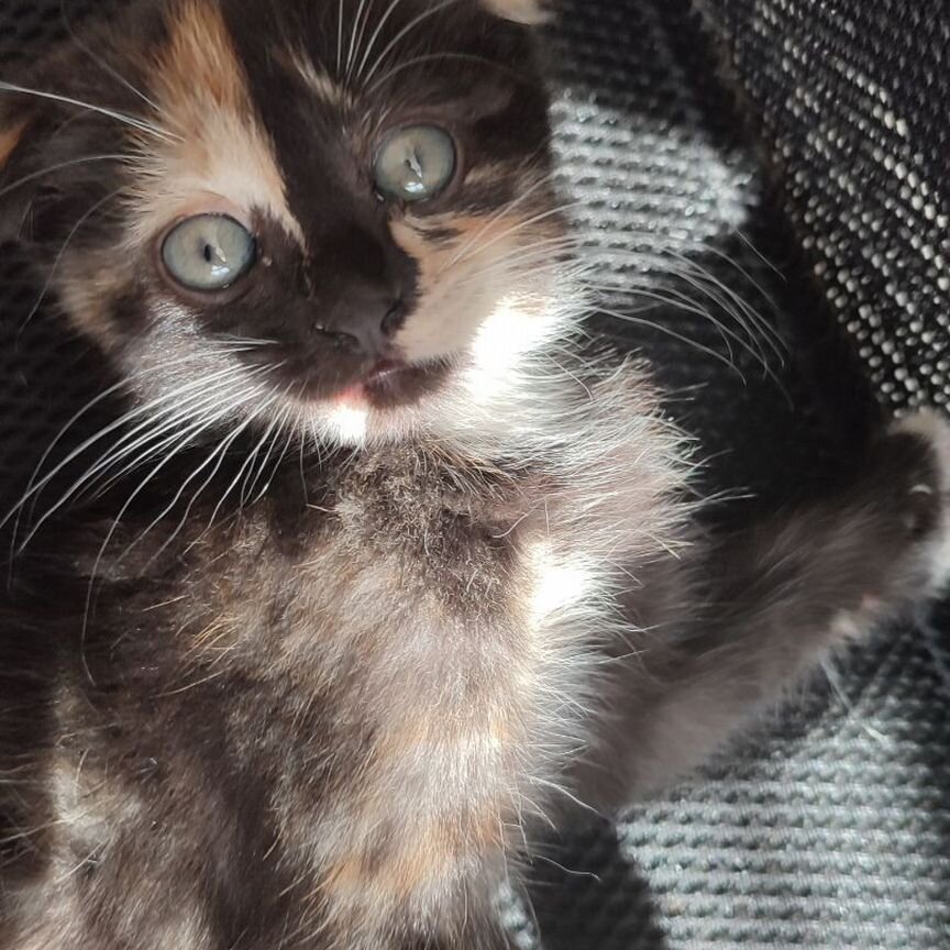 Милашка ищет дом