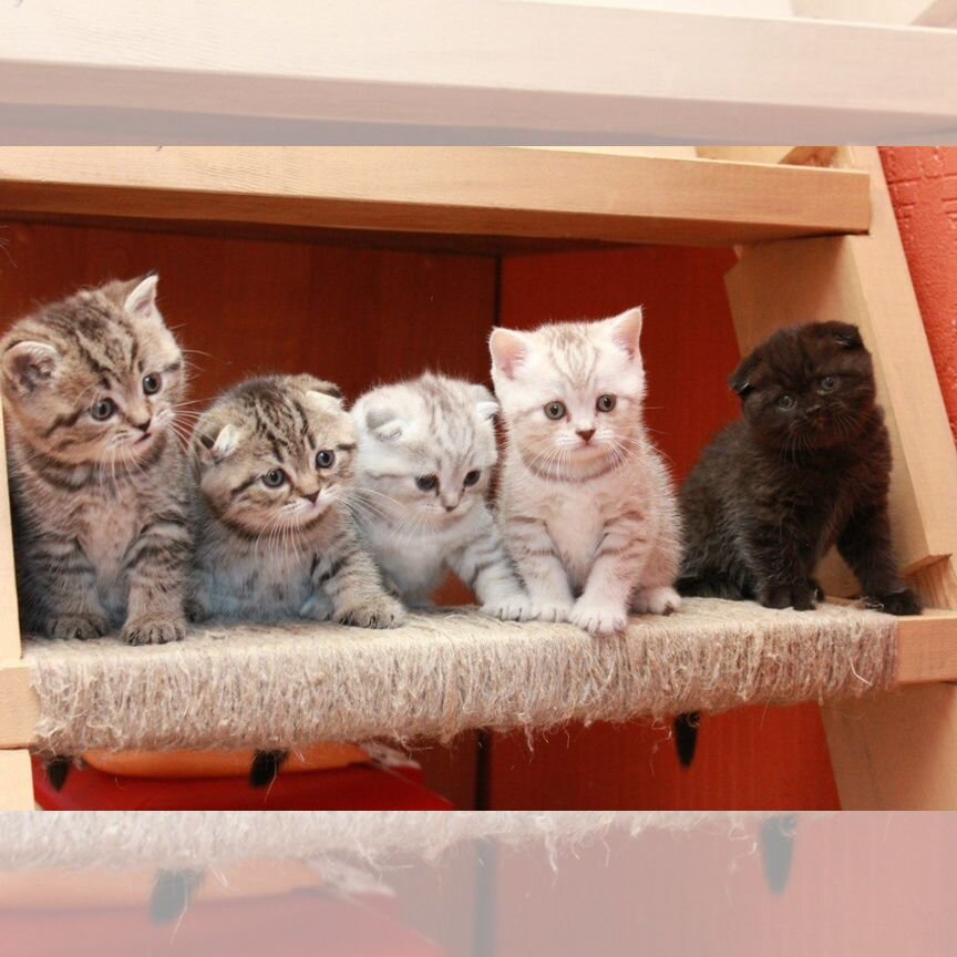 Самые красивые шотландские котята, доставка