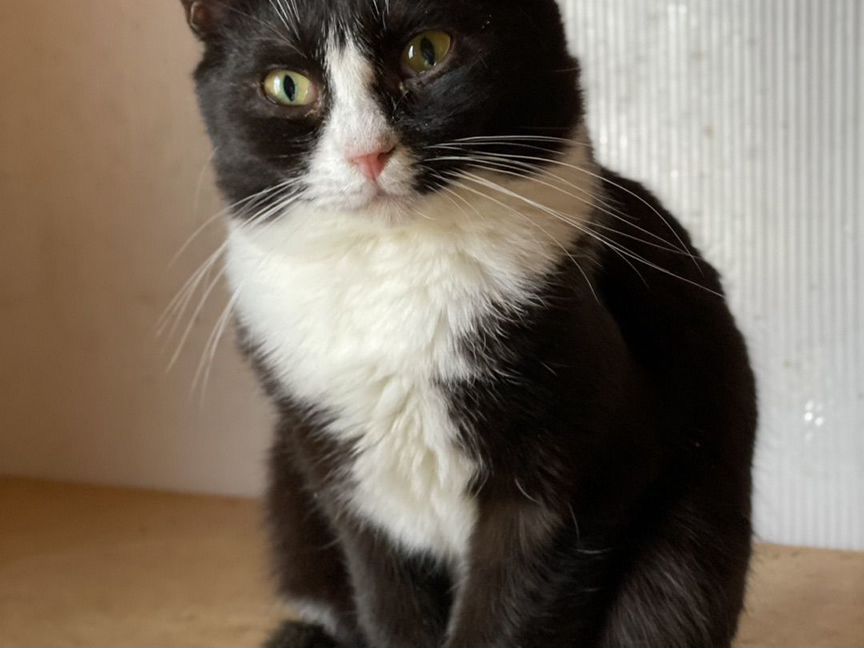 Кай котенок около 1 года