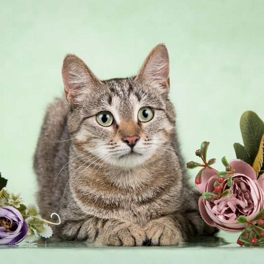 Котёнок, тигровая малышка ищет семью