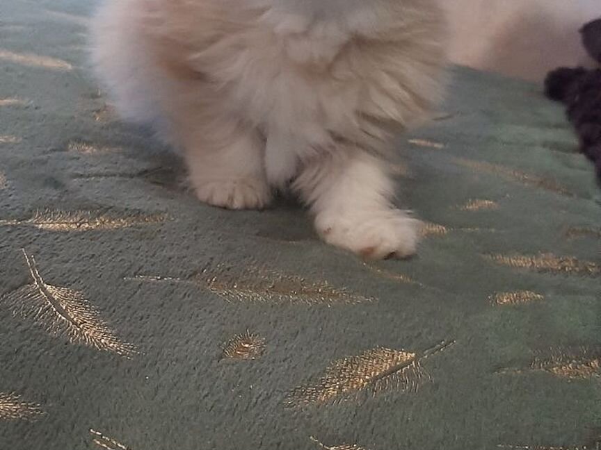 Персидская