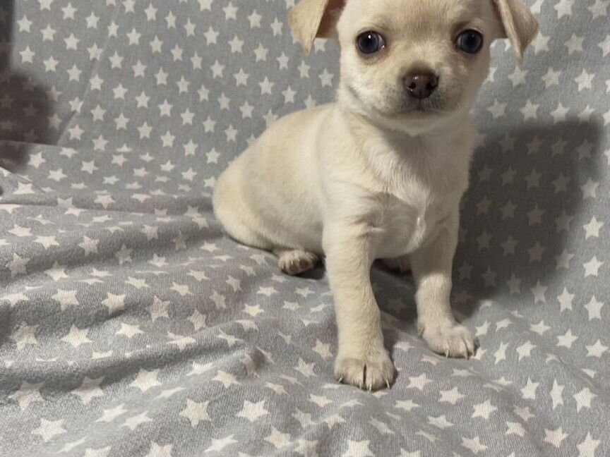 Продам щенков чихуахуа