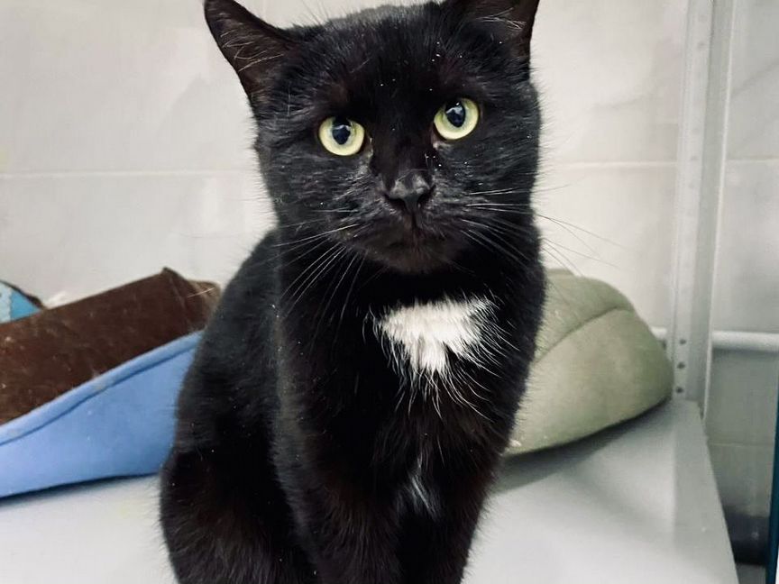 Кошка Жанна ищет дом