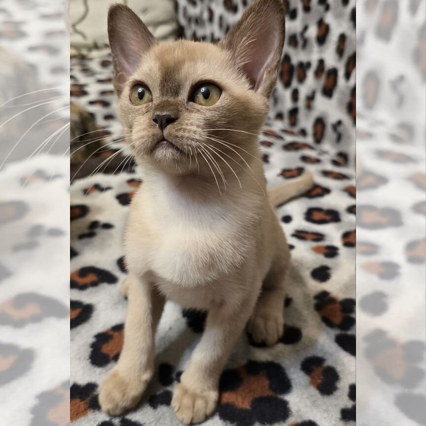 Европейский бурманский котёнок