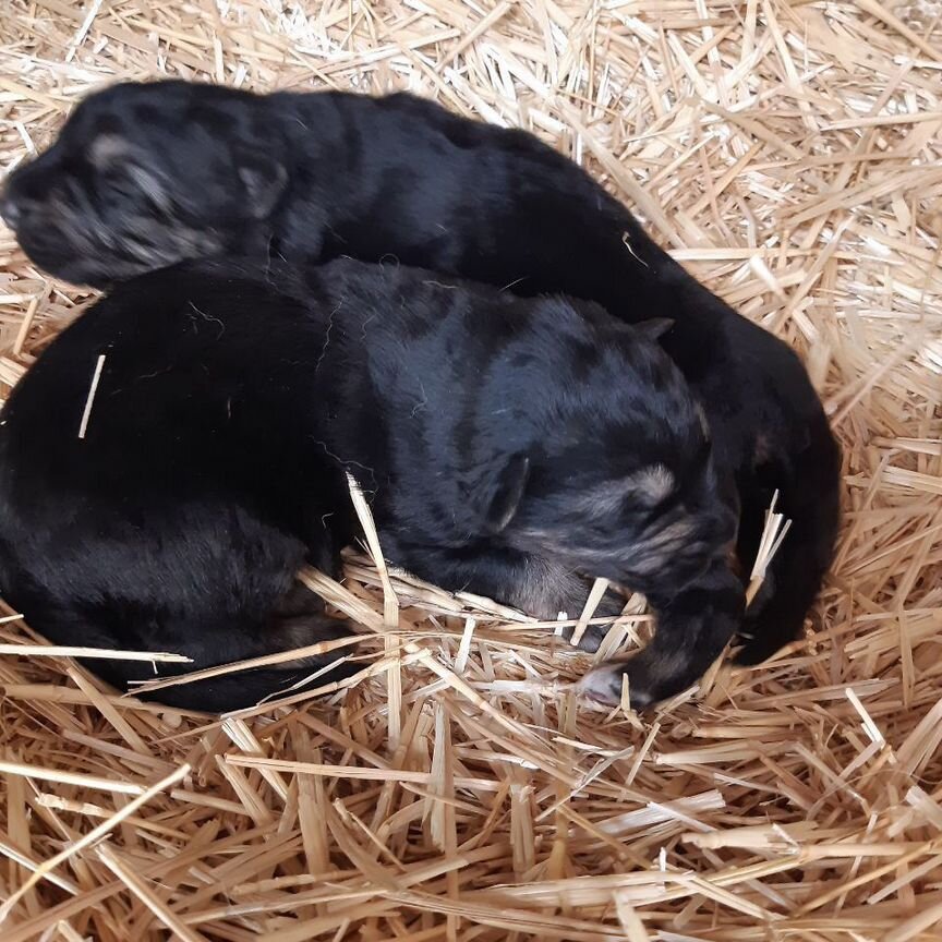 Щенки немецкой овчарки бесплатно