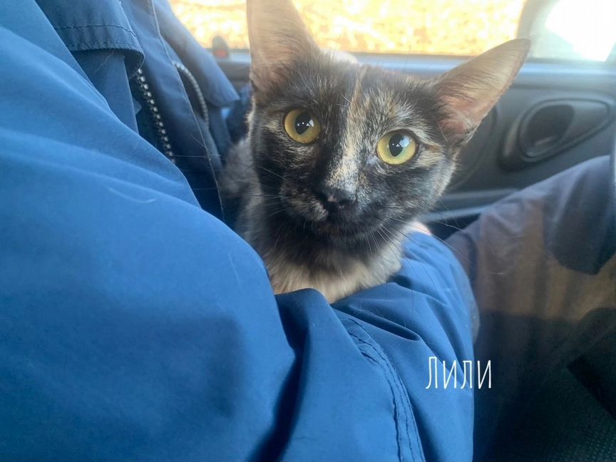 Котята