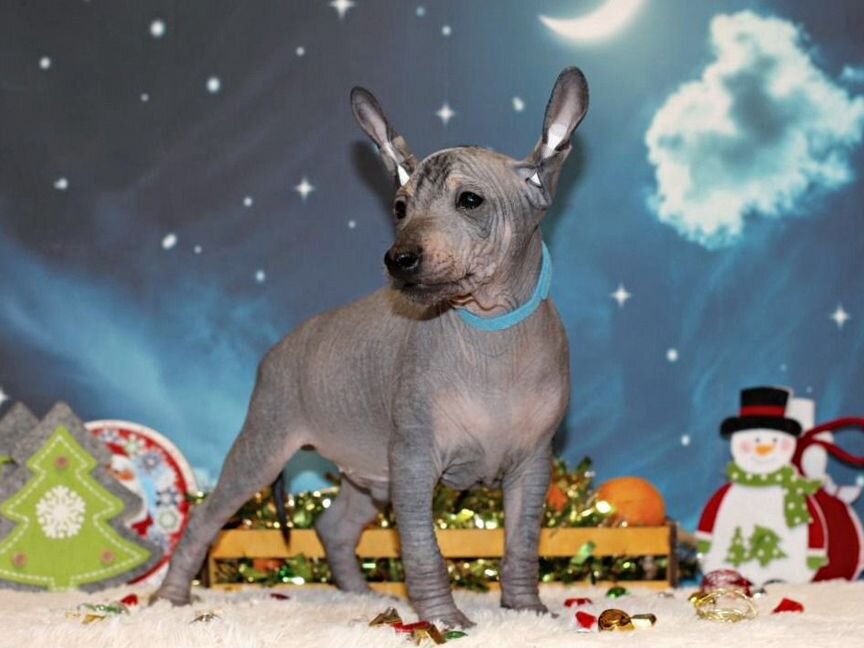 Мексиканская голая, маленький крепыш