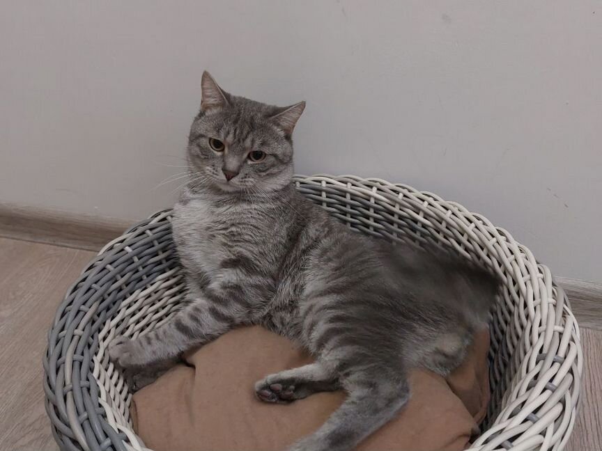 Лежанка для кошек