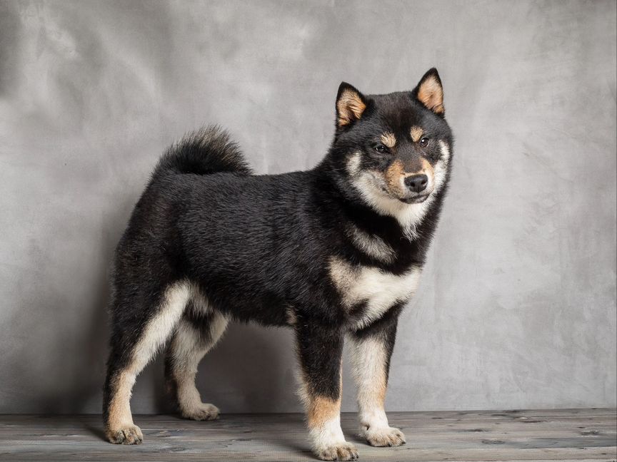 Сиба ину мальчик