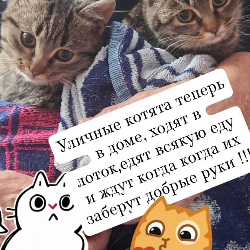 Милые котята
