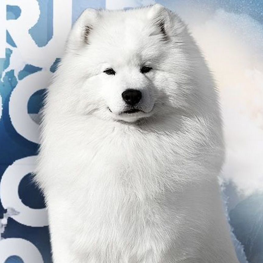 Кобель для вязки