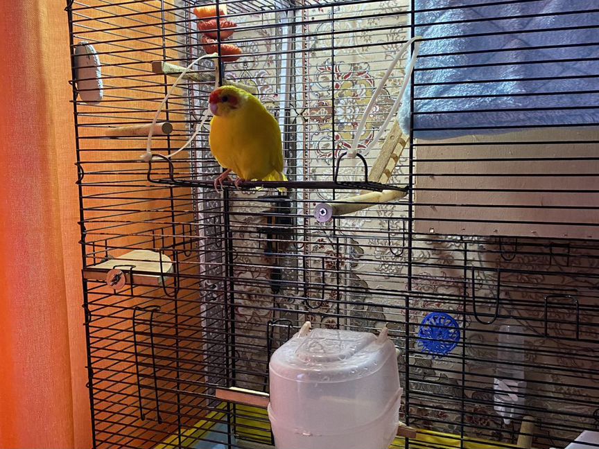 Продажа попугаев