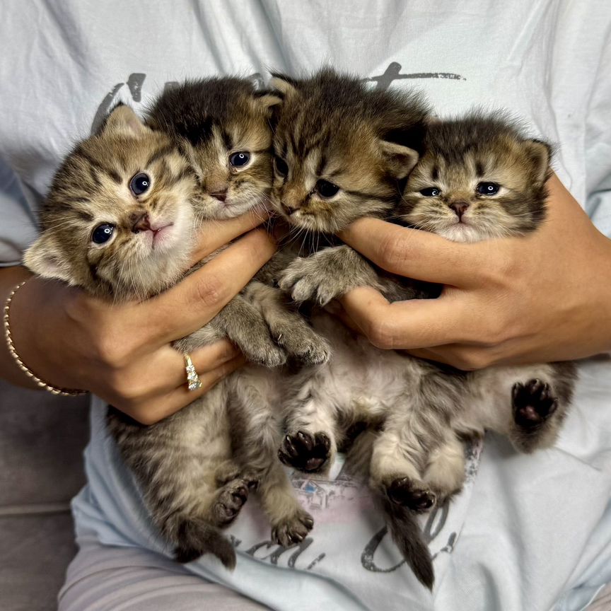 Шотландский вислоухий короткошёрстный котёнок