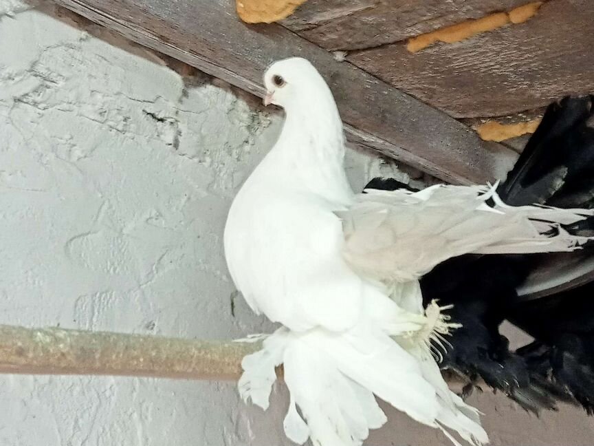 Статные голуби