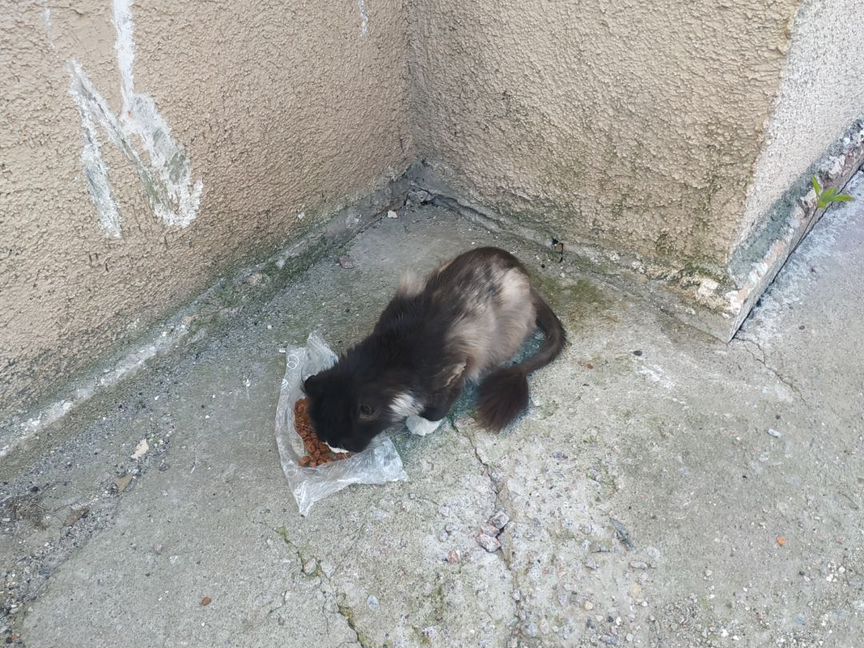 Кошечка,подросток где-то 5,6 месяцев пушистый