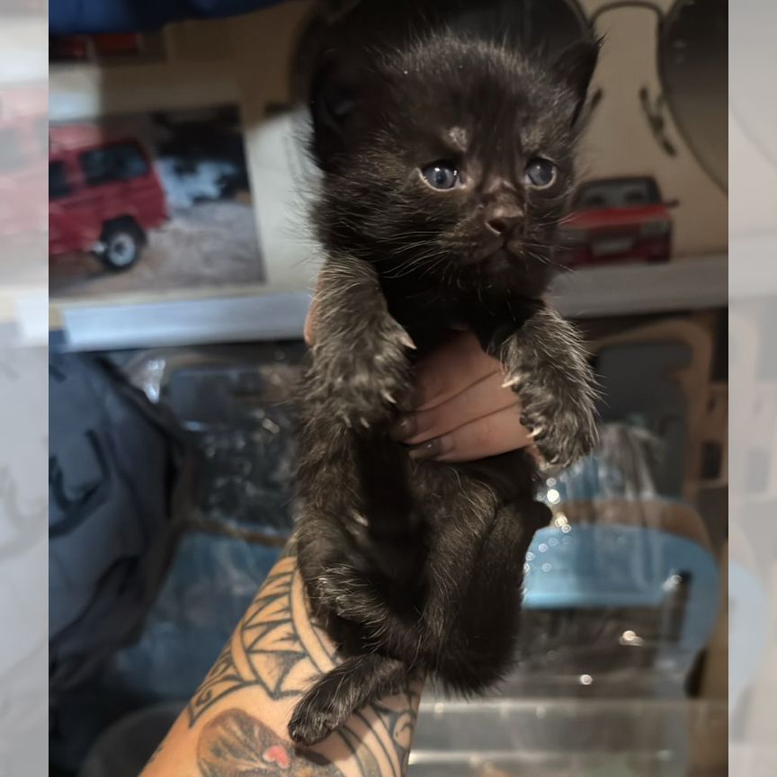 Мейн-кун котёнок