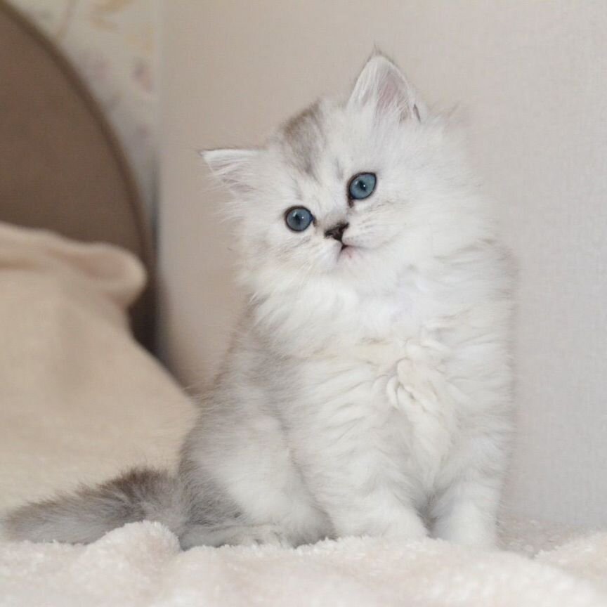 Шотладская кошечка