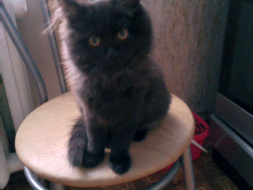 Отдам котенка в добрые руки