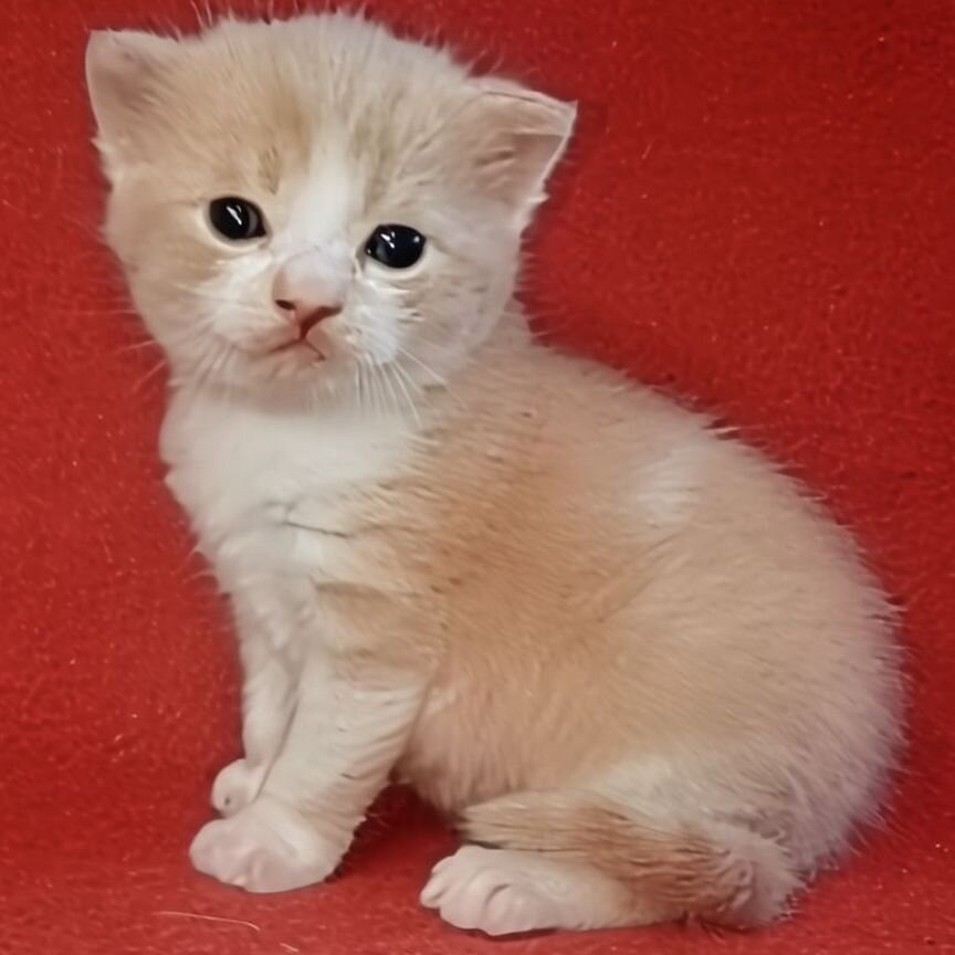 Шотландский прямоухий короткошёрстный котёнок