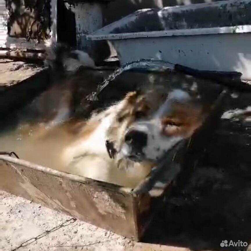 Вязка московская Сторожевая мальчик 3 года