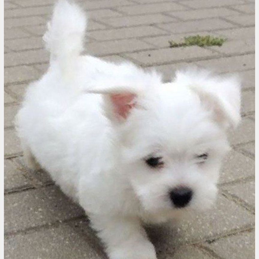 Мальтийская болонка