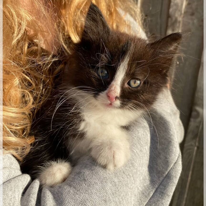 Котик