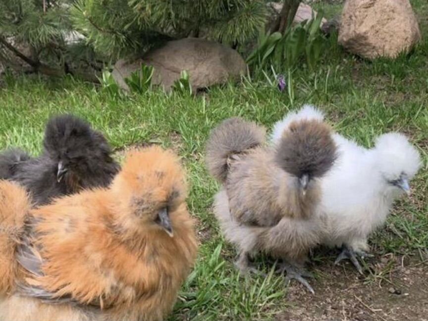 Инкубационное яйцо Китайской шелковой курицы