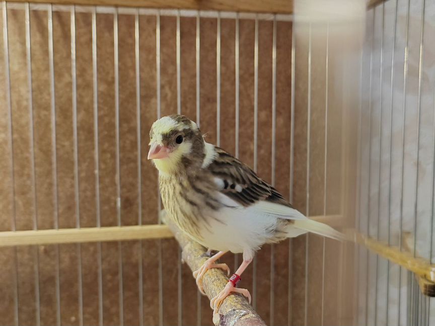 Канарейки файф фенси