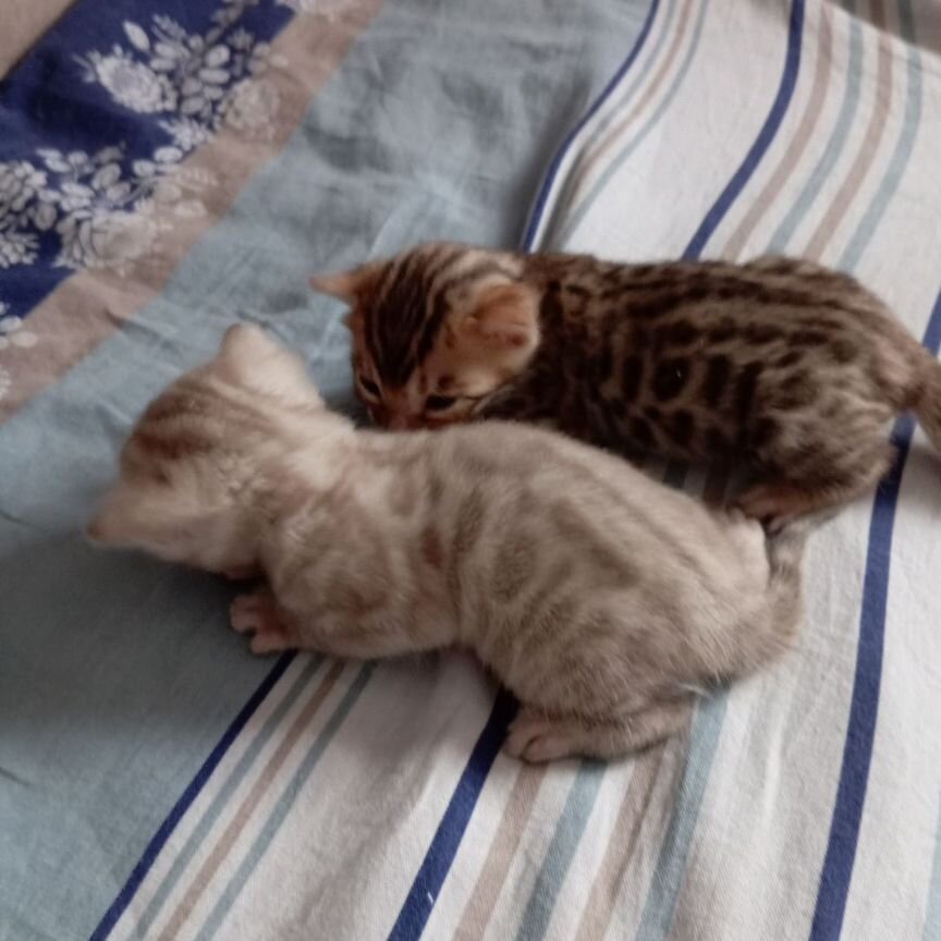 Бенгальские котята